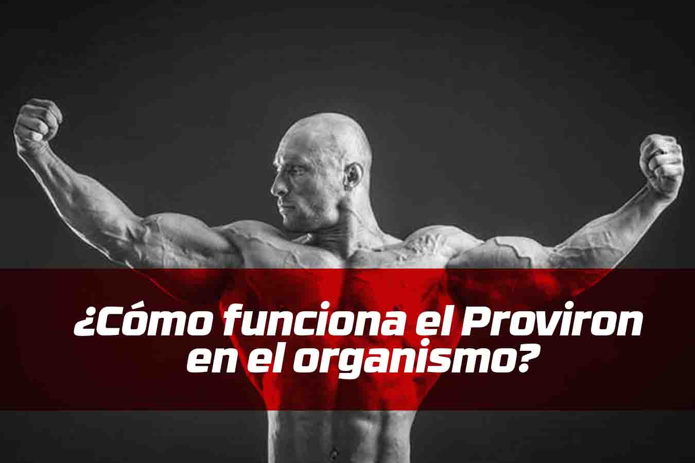 ¿Cómo funciona el Proviron en el organismo? - Medicfit