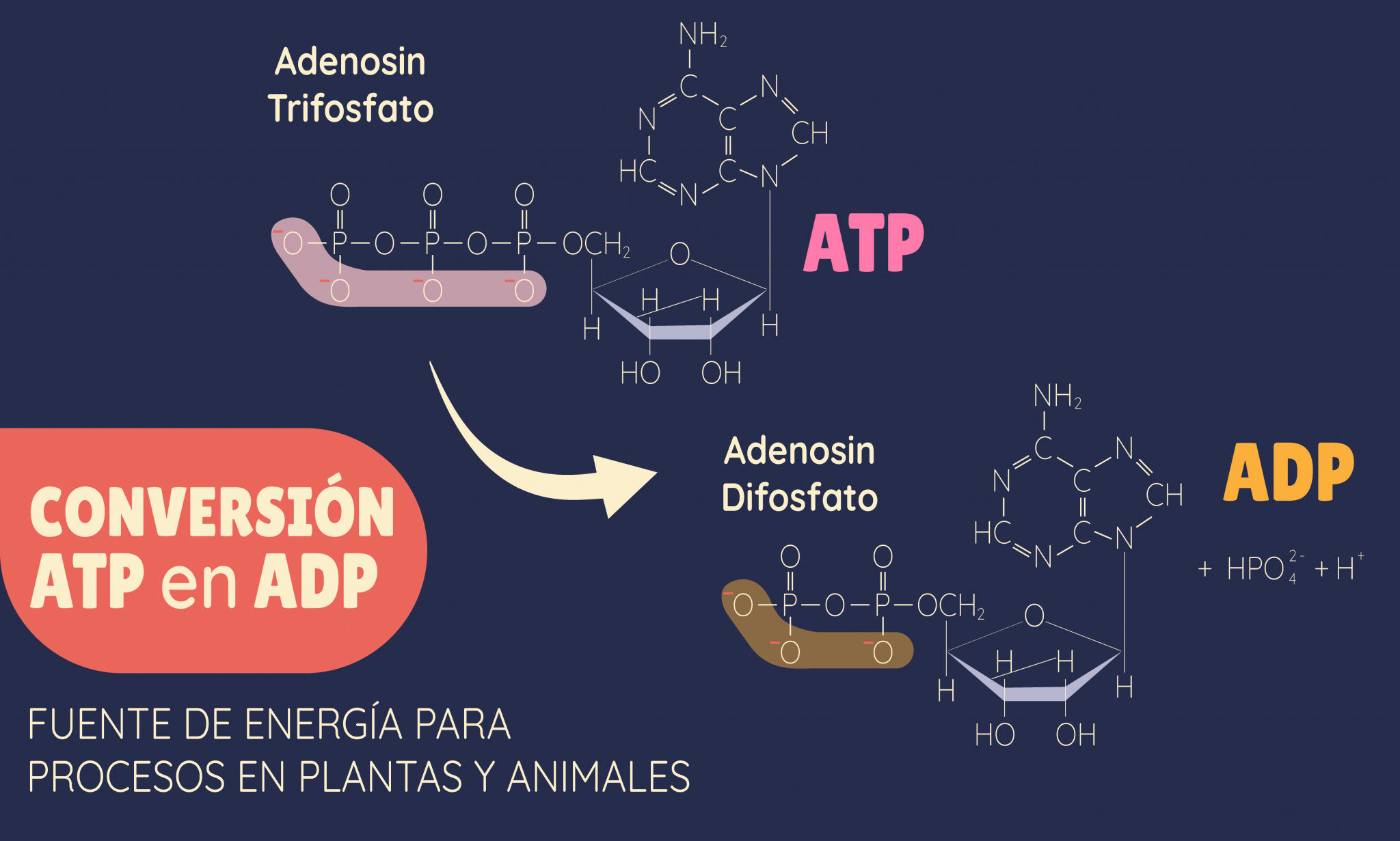 ATP – FUENTE DE ENERGÍA - Medicfit