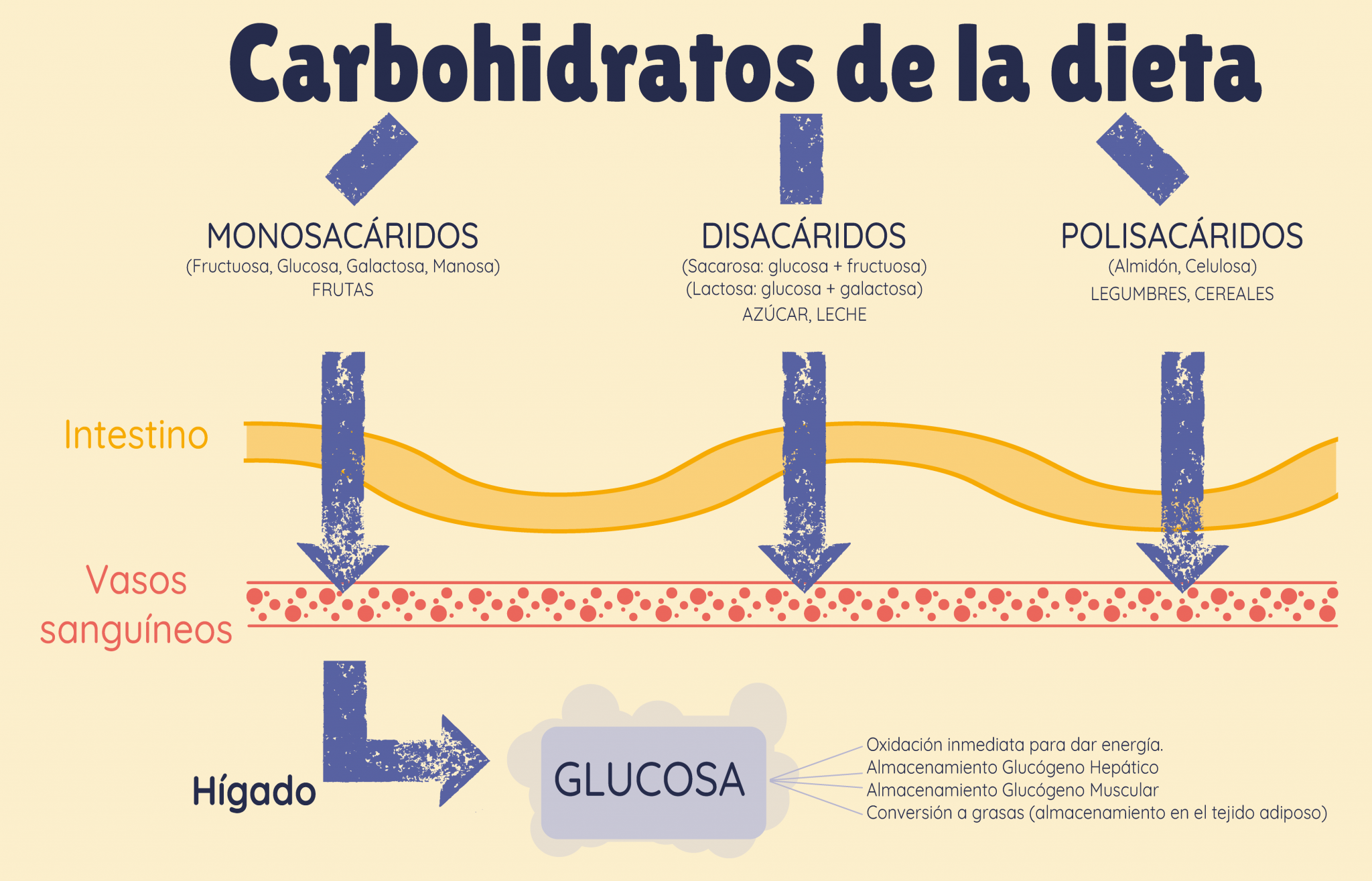 ATP – FUENTE DE ENERGÍA - Medicfit
